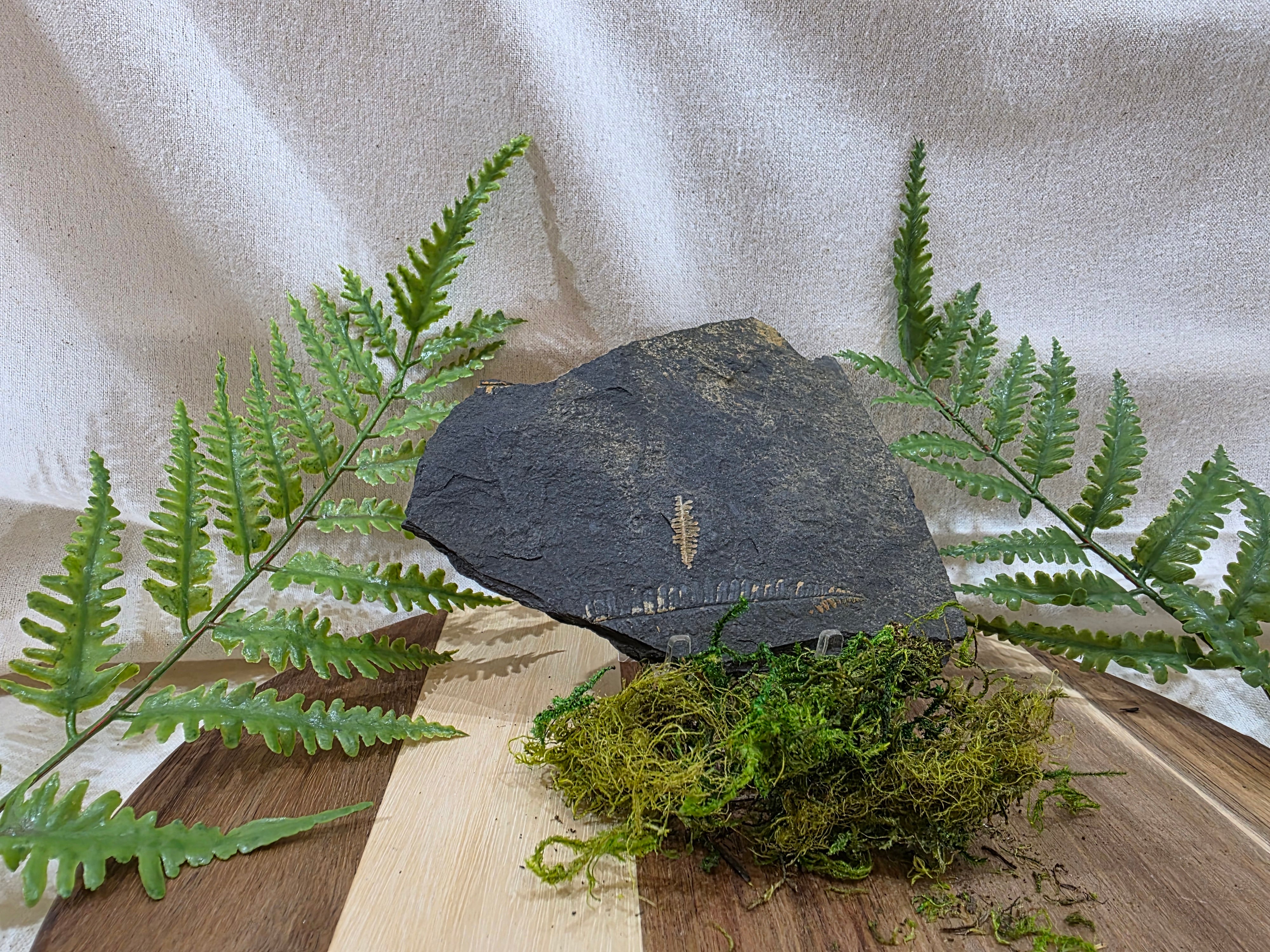 Pecopteris Fossil – Magpie Minerals