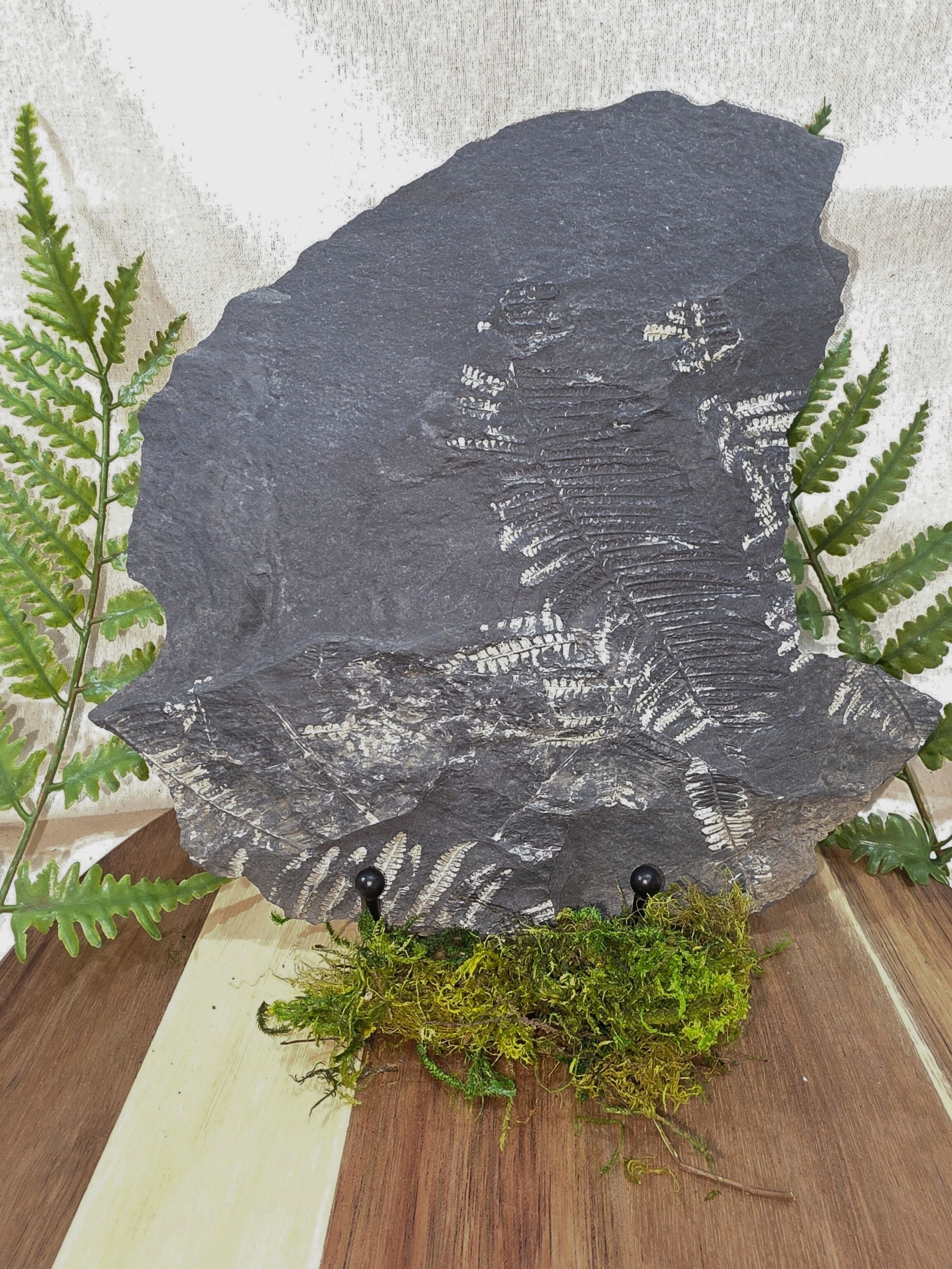 Pecopteris Fossil – Magpie Minerals